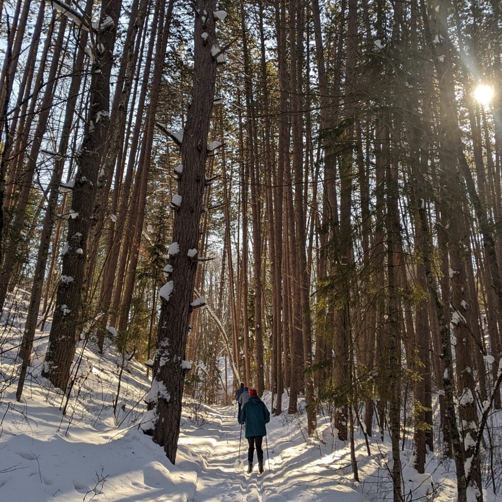 Winter Tree ID Workshop - Chick of the Woods Foraging