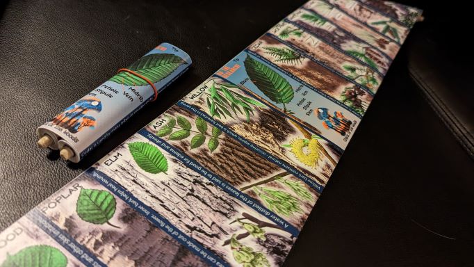 Tree Identification Workshop - Chick of the Woods Foraging